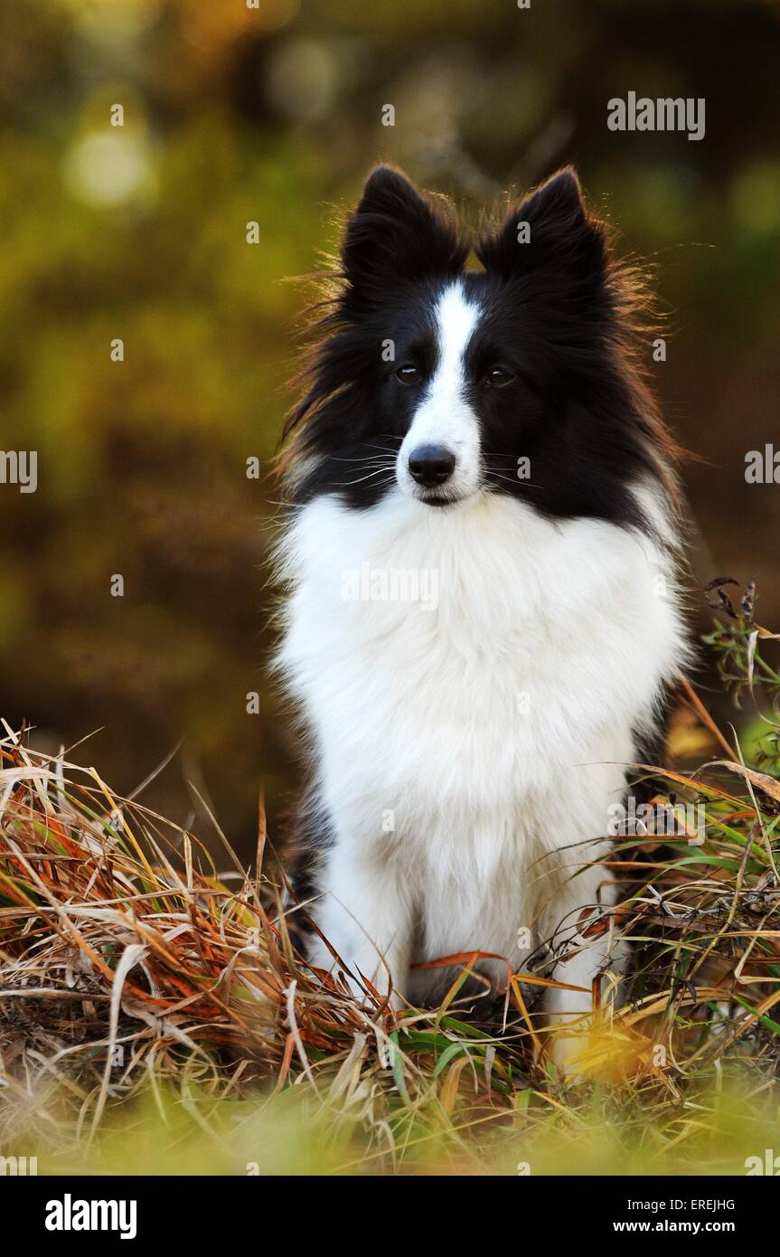 sitting Shetland Sheepdog Stock Photo - Alamy