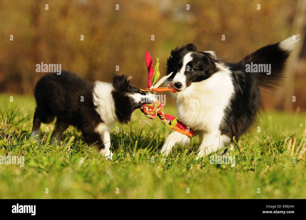 2 Shetland Sheepdogs Stock Photo - Alamy