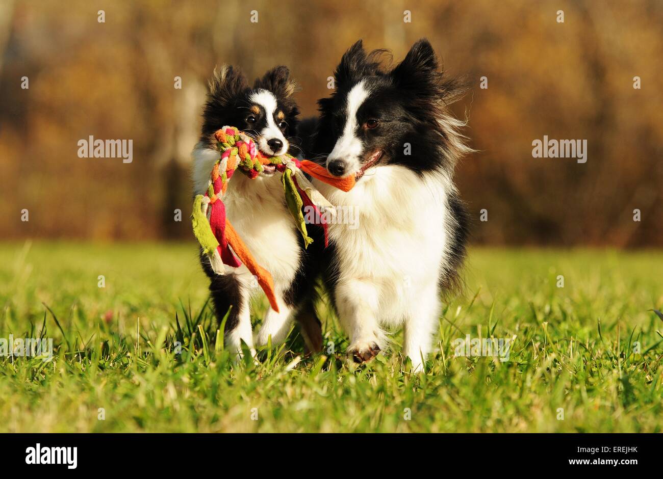 2 Shetland Sheepdogs Stock Photo - Alamy
