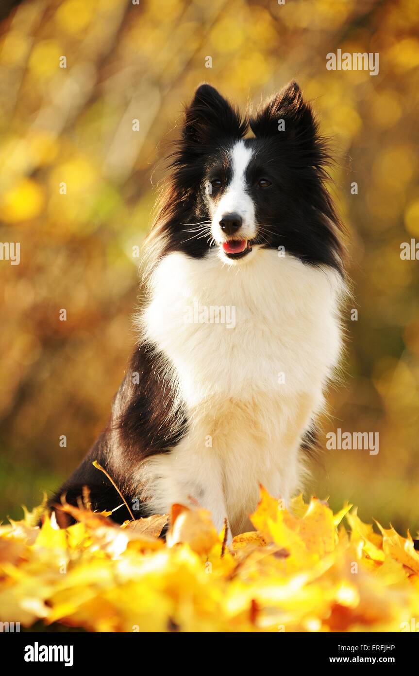 sitting Shetland Sheepdog Stock Photo - Alamy