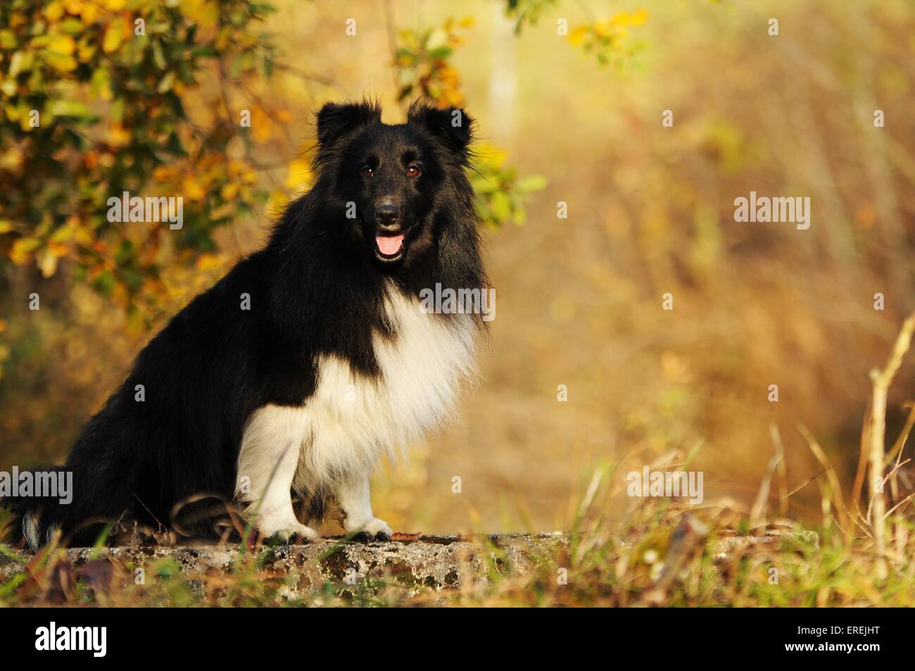 sitting Shetland Sheepdog Stock Photo - Alamy