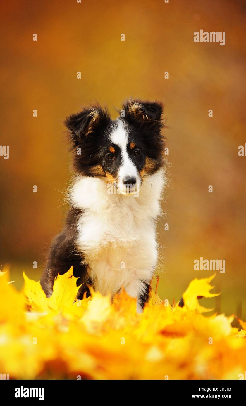 sitting Shetland Sheepdog Stock Photo - Alamy