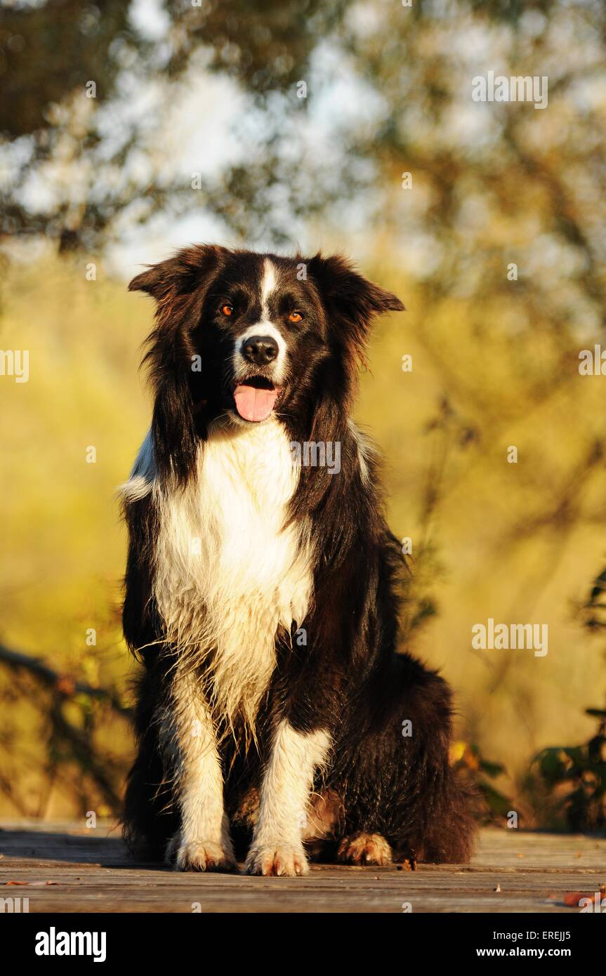 sitting Border Collie Stock Photo - Alamy