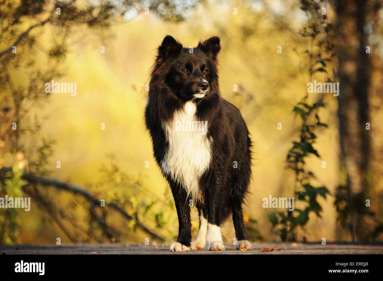 standing Border Collie Stock Photo - Alamy