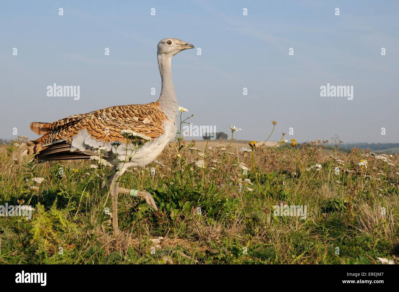 Uk great bustard hi-res stock photography and images - Alamy