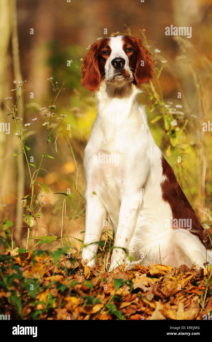 sitting Irish red-and-white Setter Stock Photo - Alamy