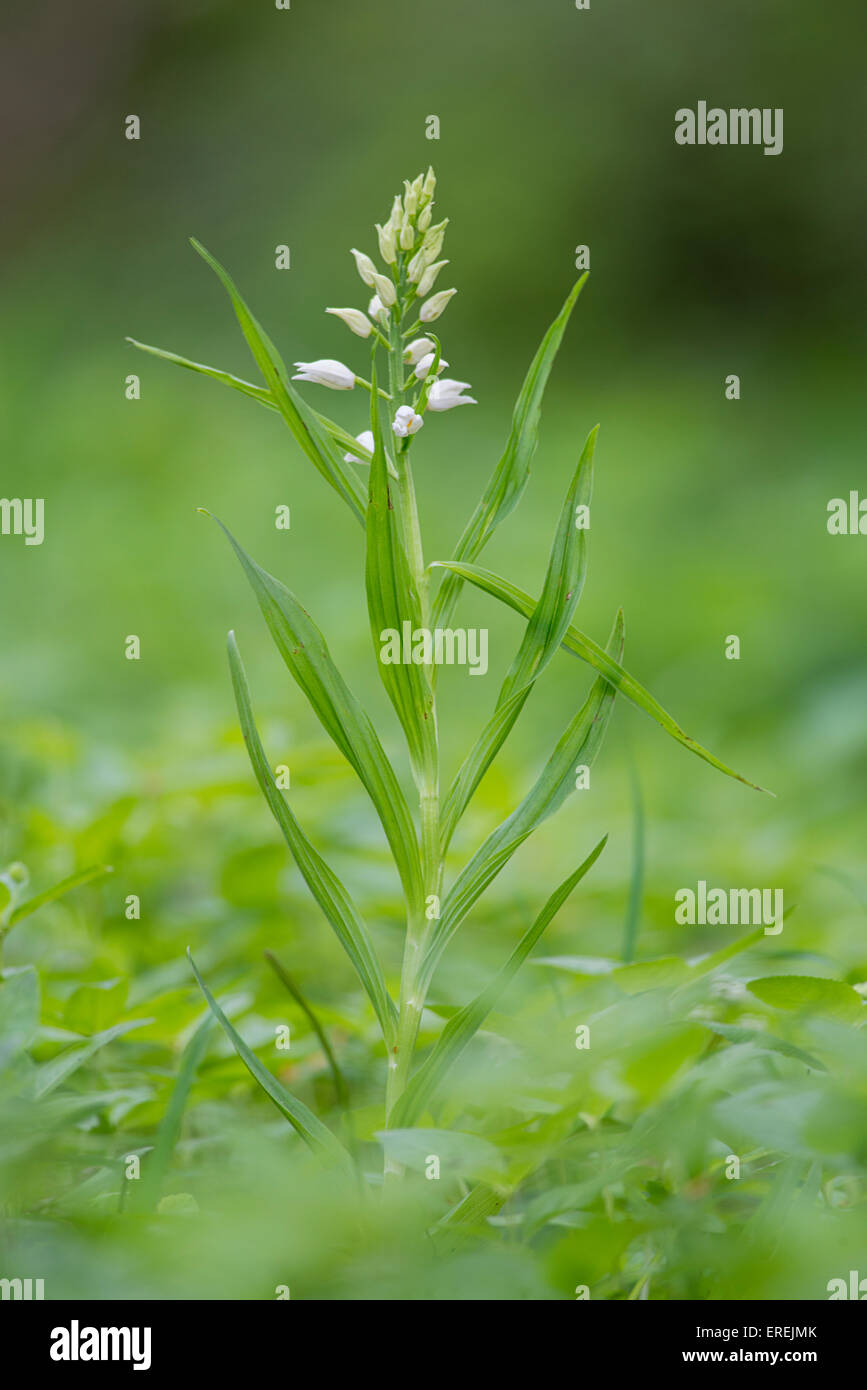 Helleborine sword hi-res stock photography and images - Alamy
