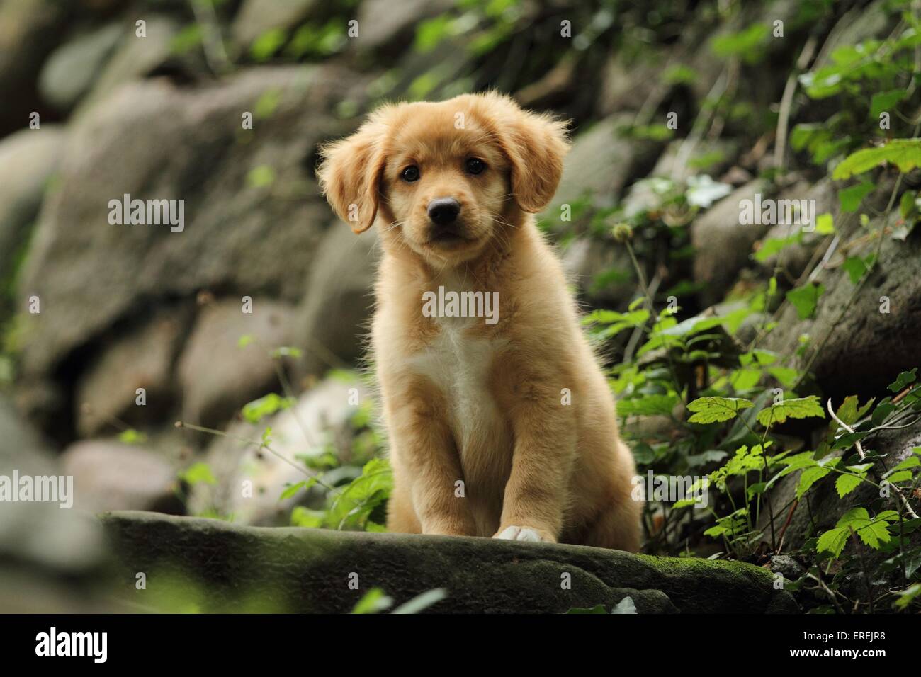 Toller puppy hi-res stock photography and images - Alamy