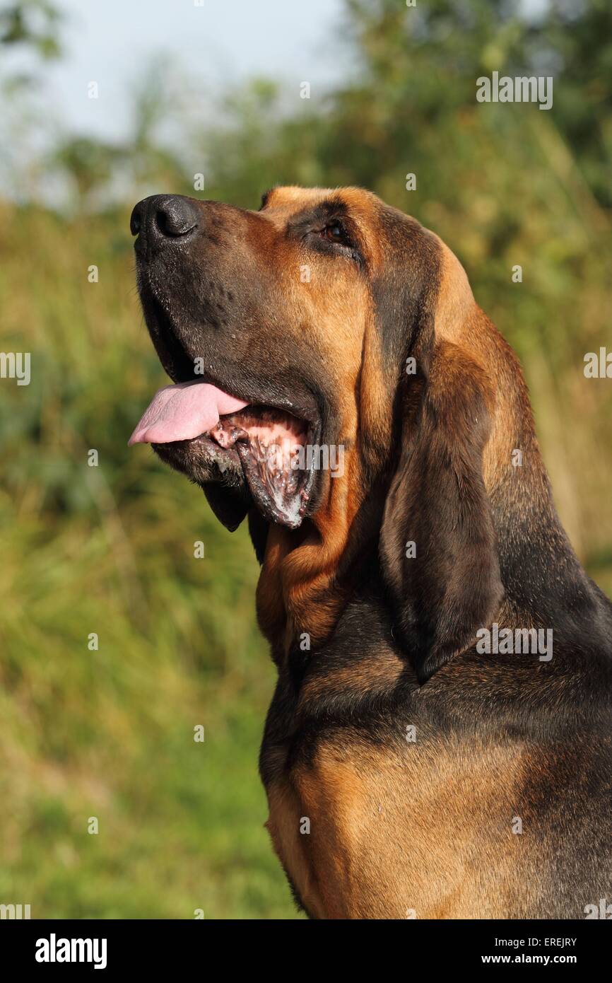 Bloodhound head hi-res stock photography and images - Alamy