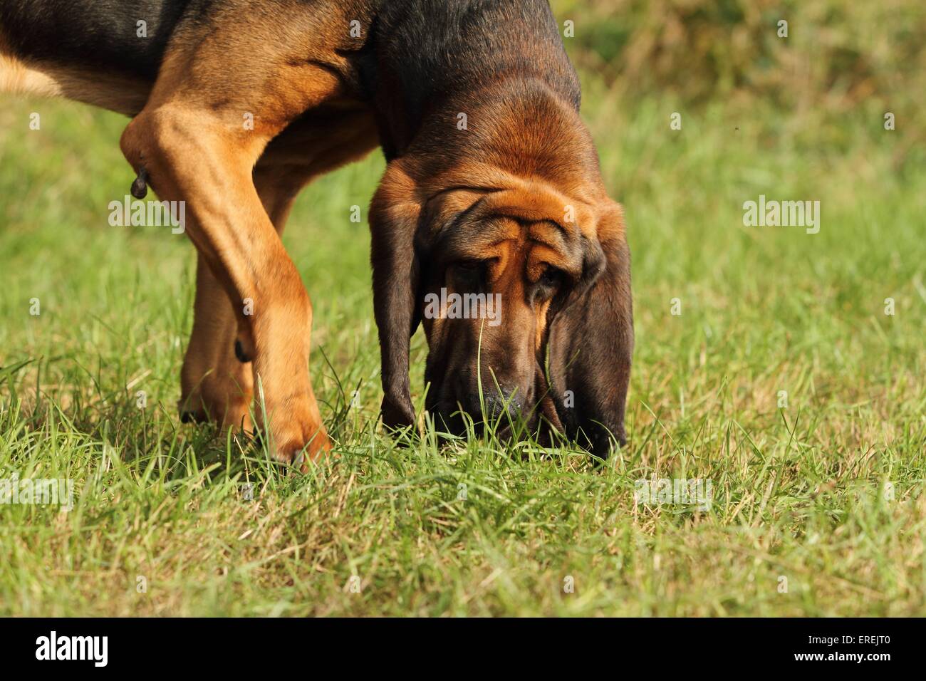 Bloodhound sniffing hi-res stock photography and images - Alamy