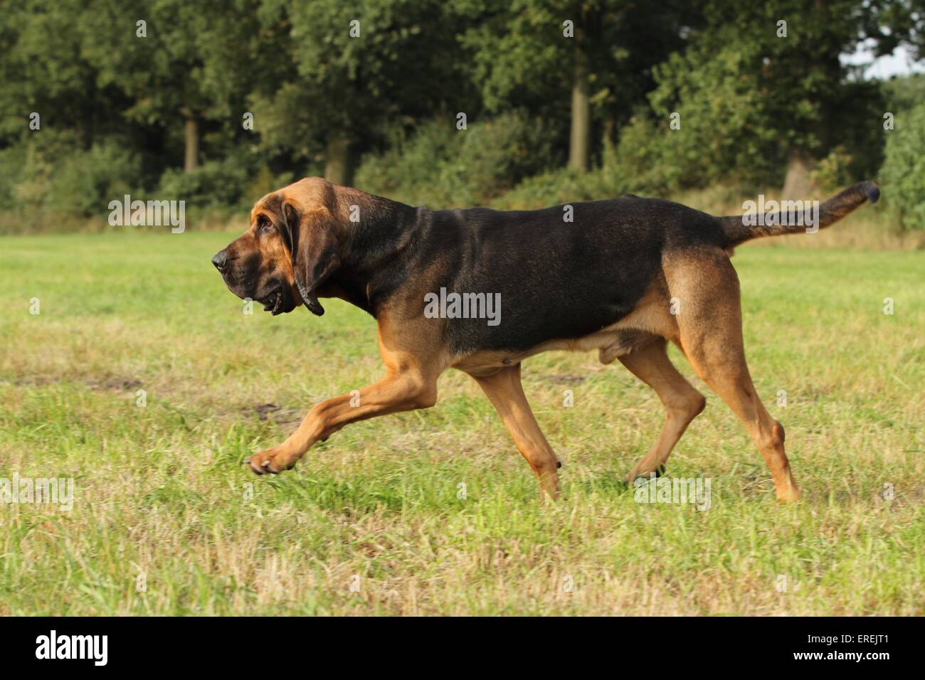 How Fast Can A Bloodhound Dog Run