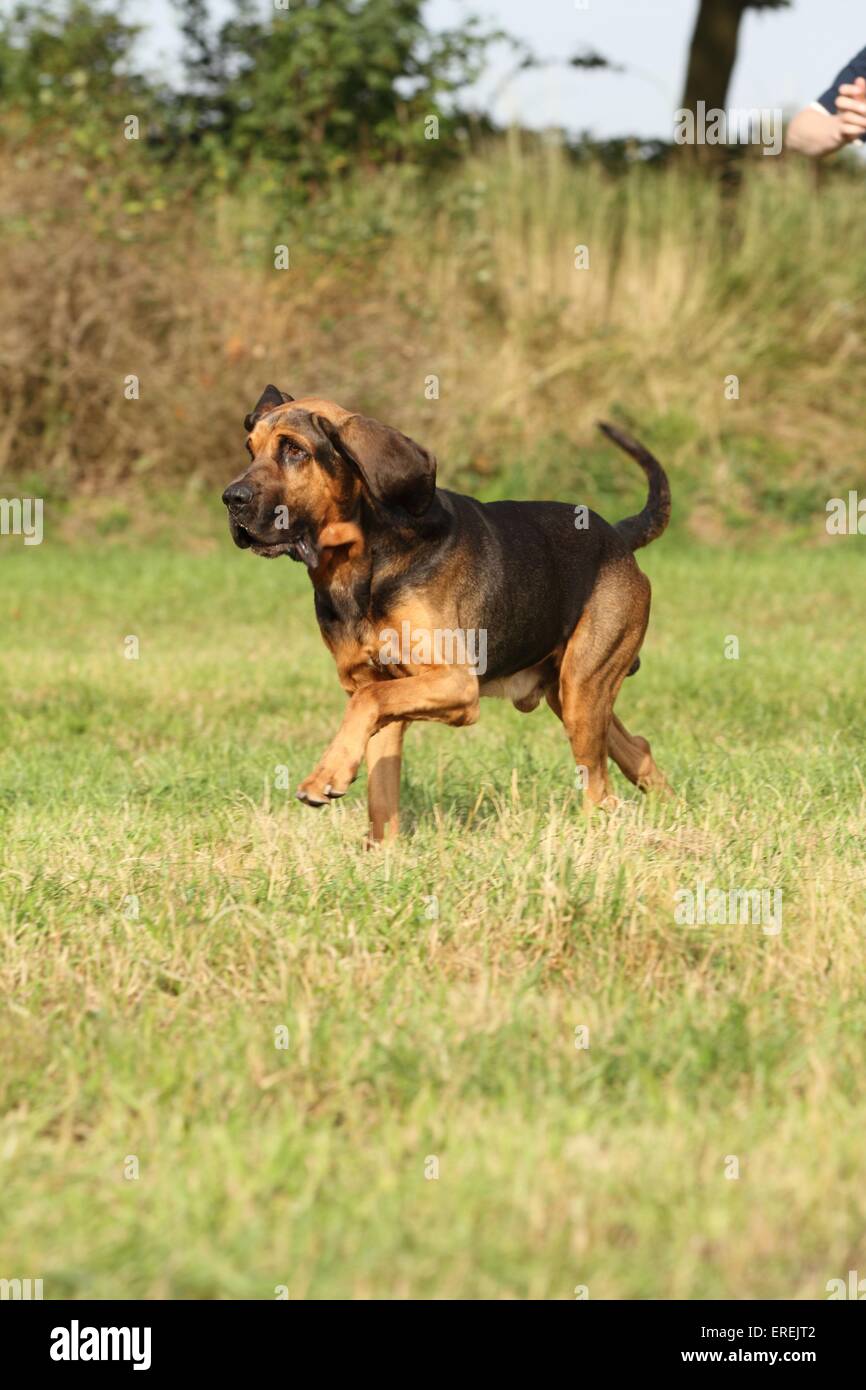Bloodhounds running hi-res stock photography and images - Alamy