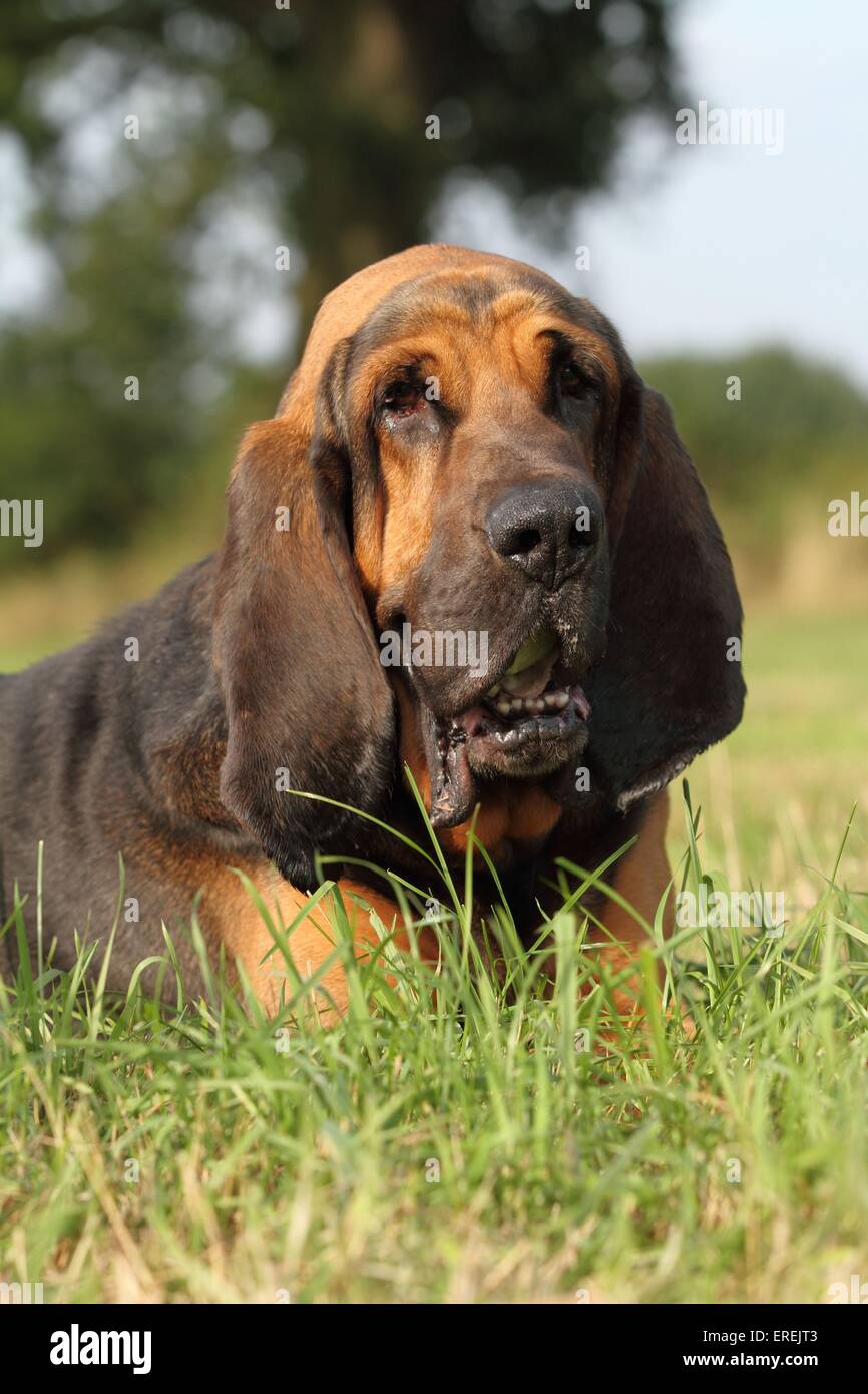 Bloodhounds hunting hi-res stock photography and images - Alamy