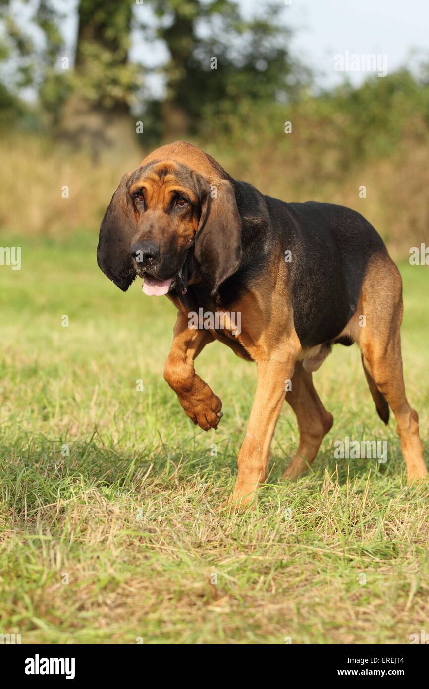 Bloodhound dogs hi-res stock photography and images - Alamy