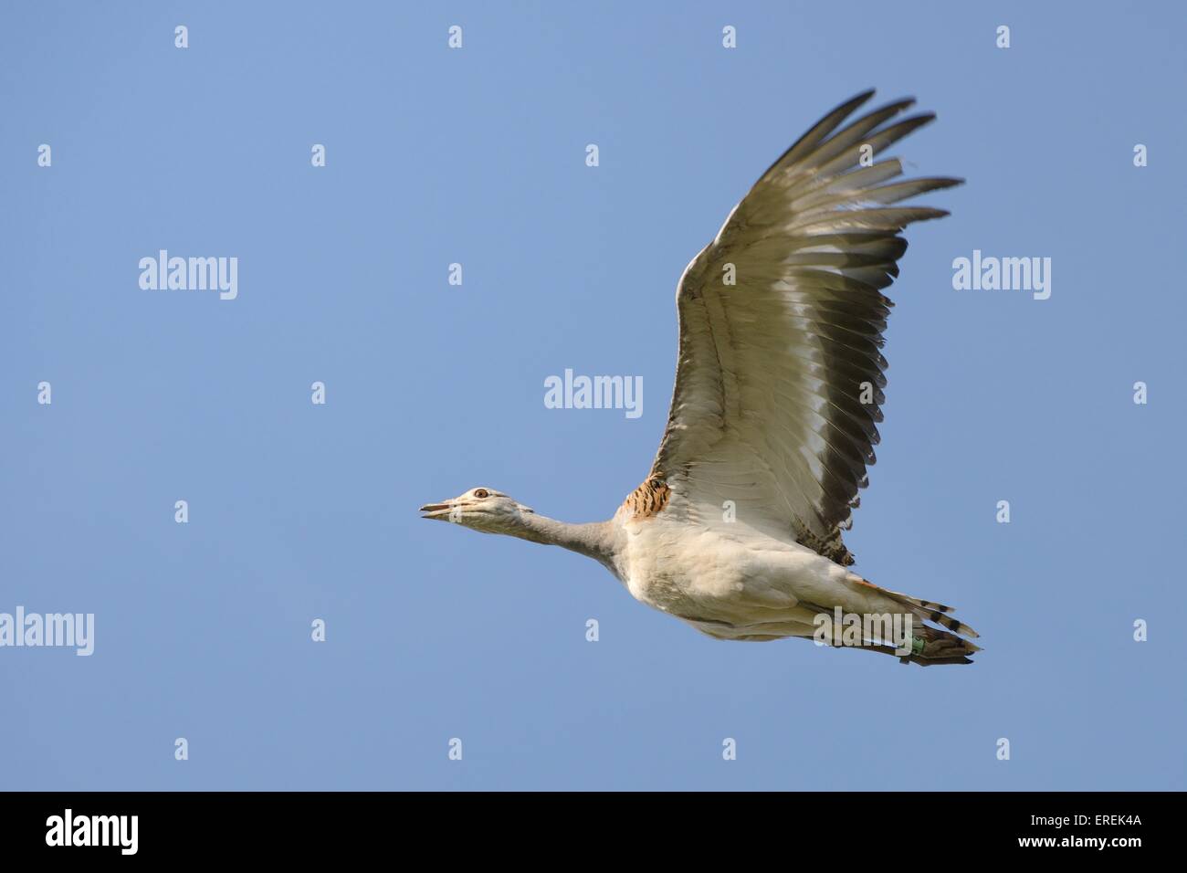 Recently released young Great Bustard (Otis tarda) calling in flight ...