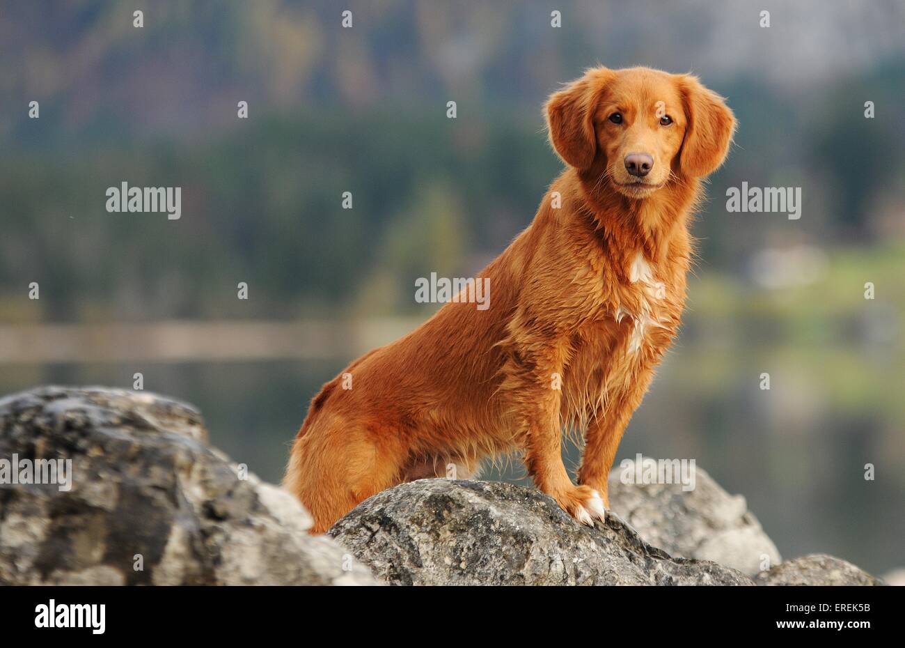 standing Nova Scotia Duck Tolling Retriever Stock Photo - Alamy