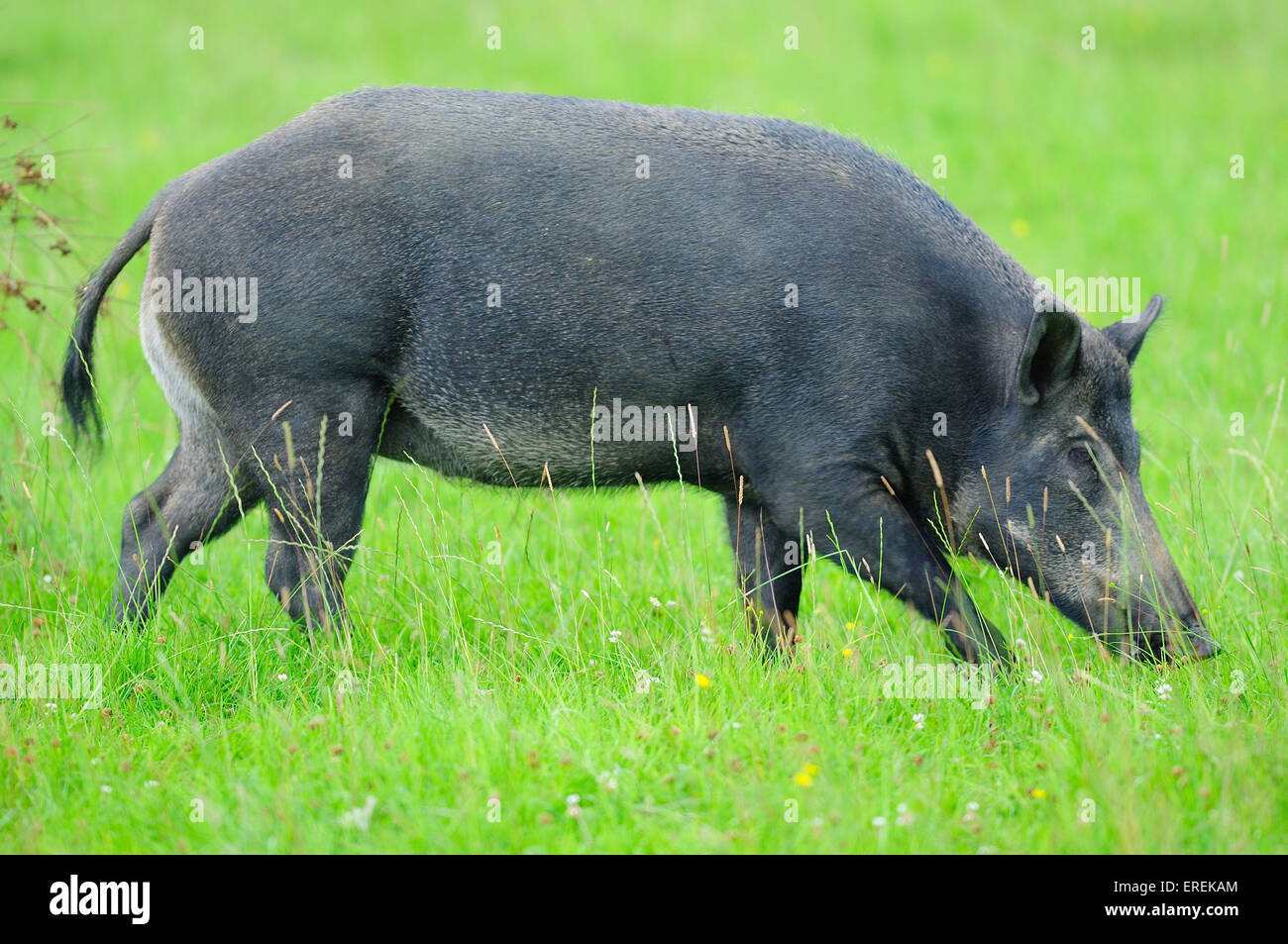 Female wild boar in field (captive). Devon UK July 2014 Stock Photo - Alamy
