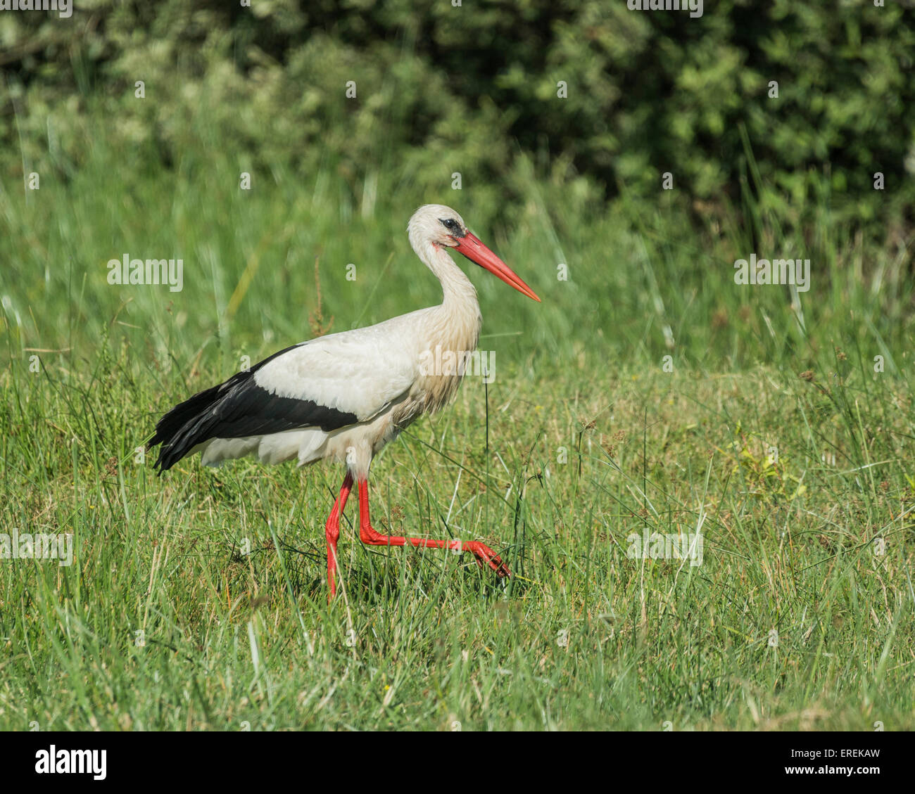 Stork images hi-res stock photography and images - Alamy