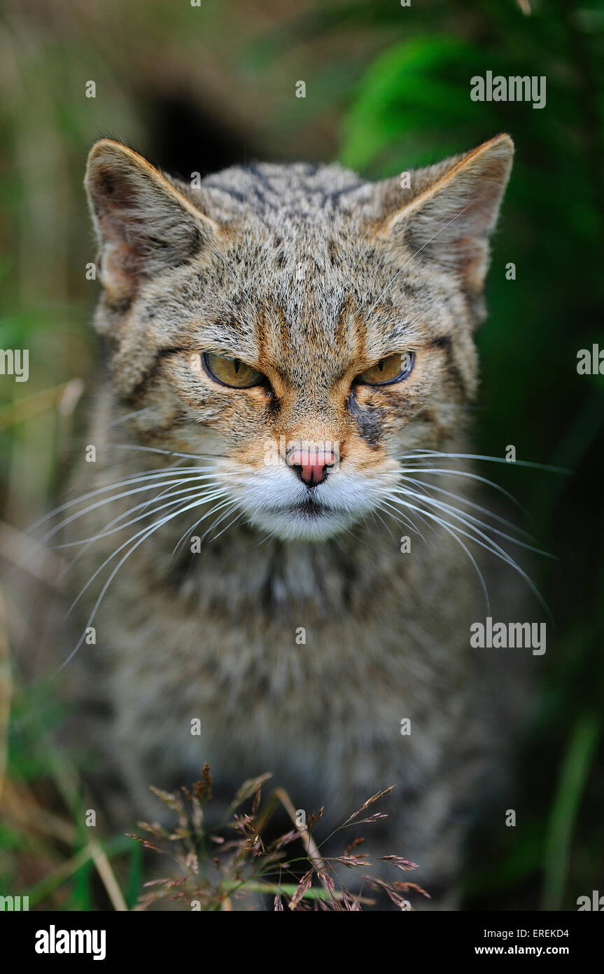 A wildcat watching UK Stock Photo - Alamy