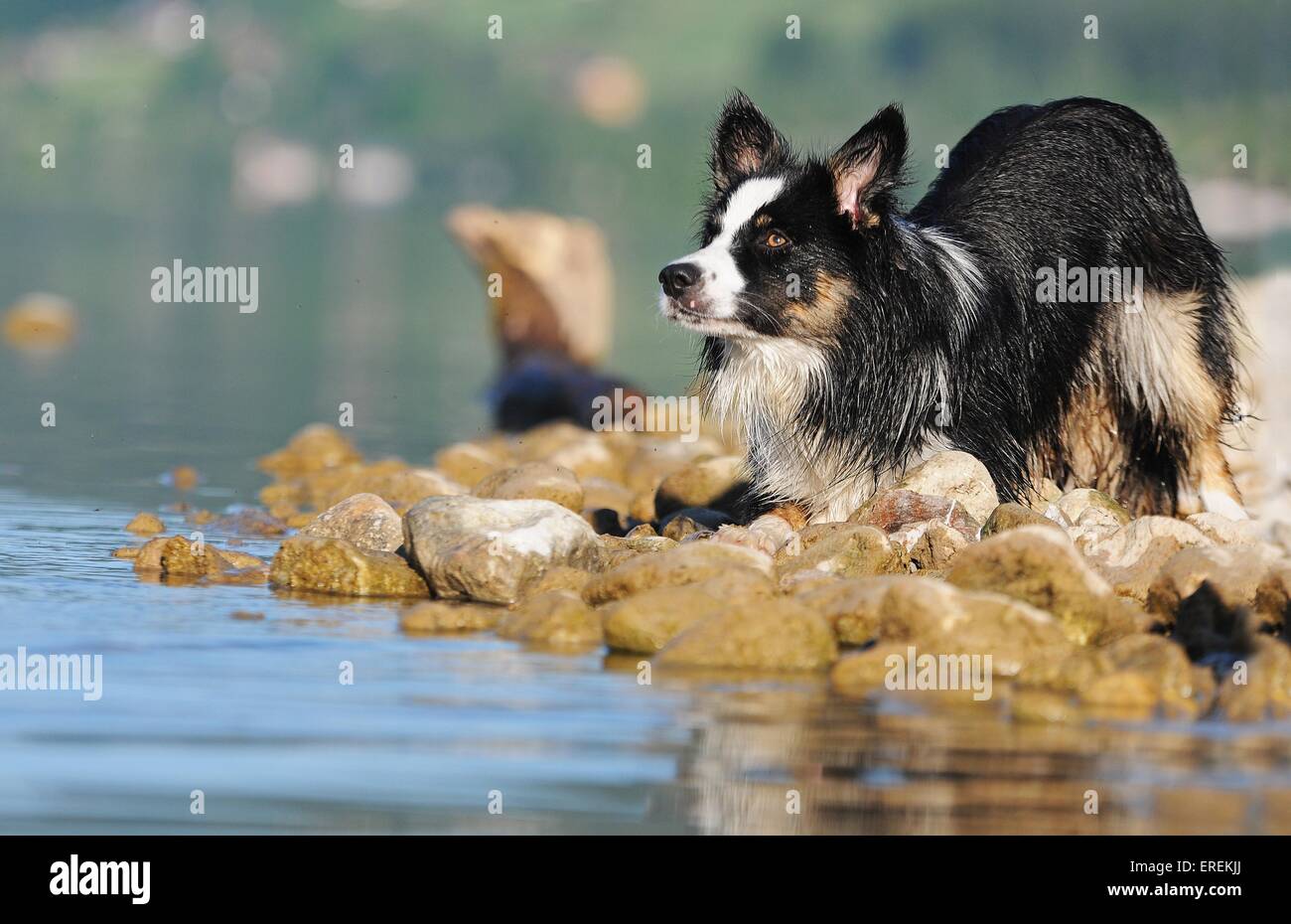 Australian shepherd border collie hi-res stock photography and images ...