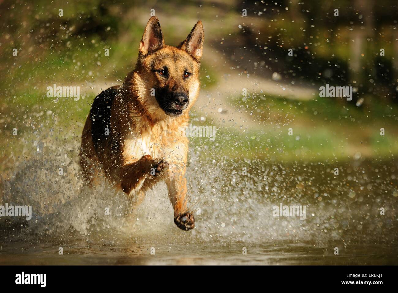 running German Shepherd Stock Photo - Alamy