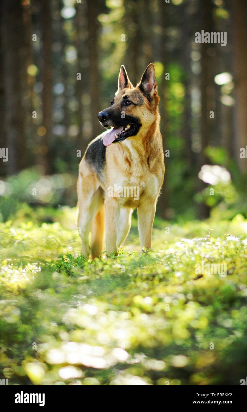 standing German Shepherd Stock Photo - Alamy