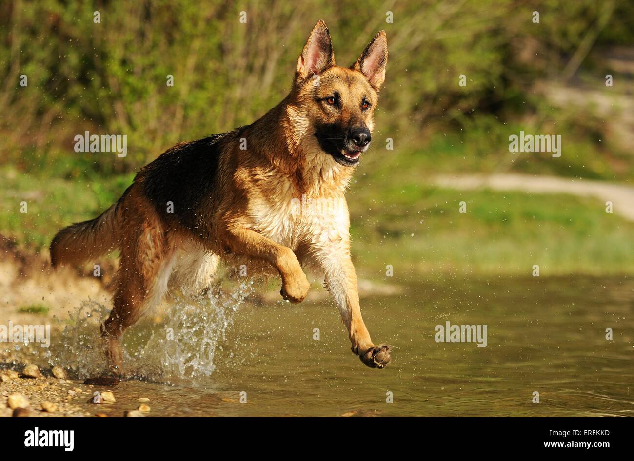 running German Shepherd Stock Photo - Alamy