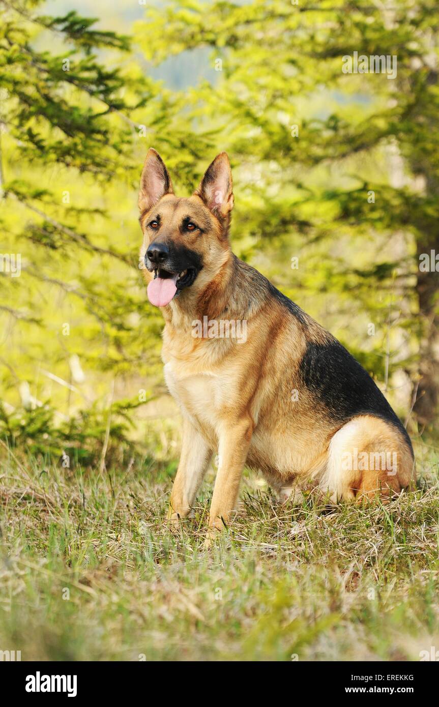 sitting German Shepherd Stock Photo - Alamy