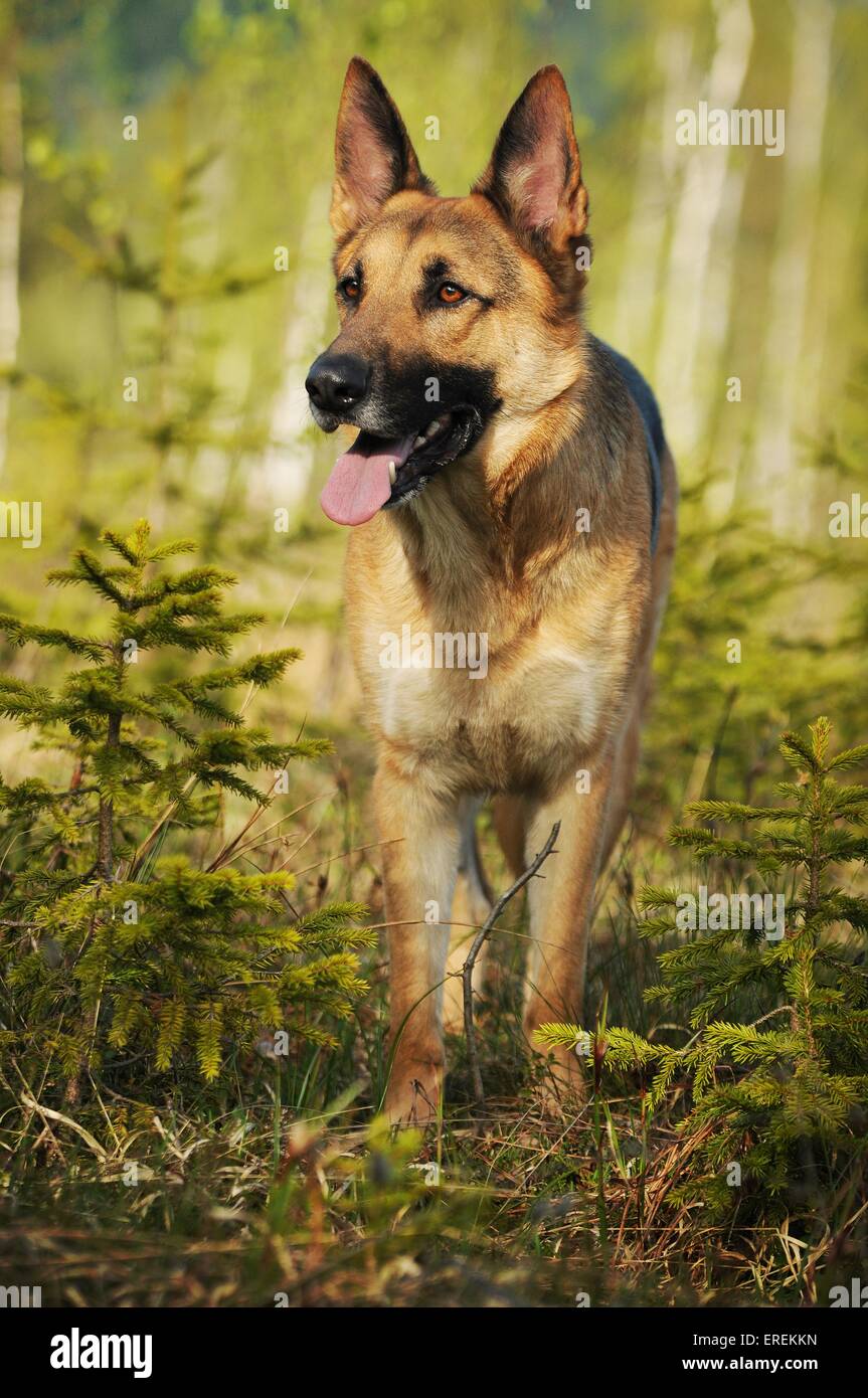 standing German Shepherd Stock Photo - Alamy