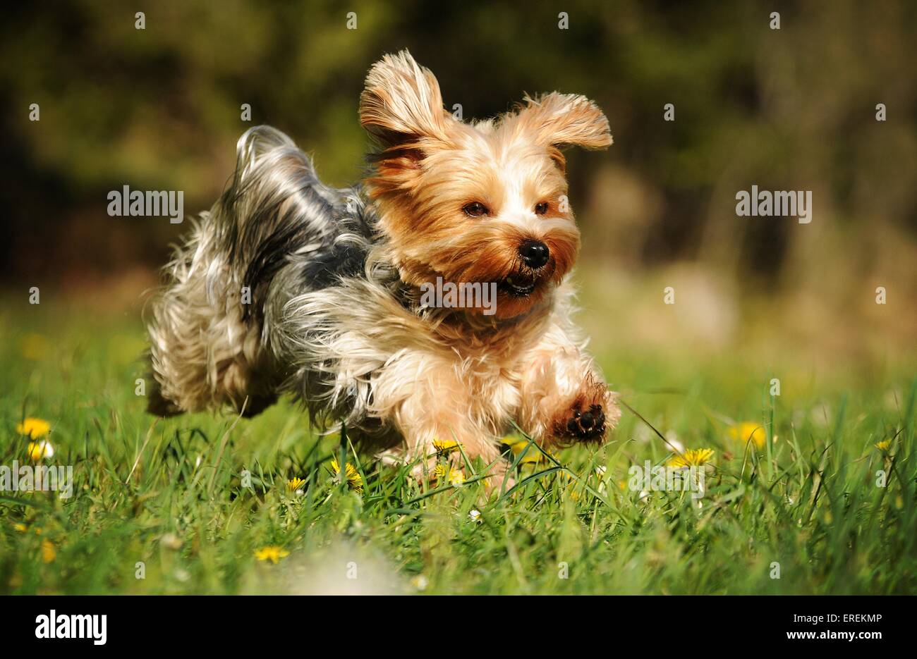 running Yorkshire Terrier Stock Photo - Alamy