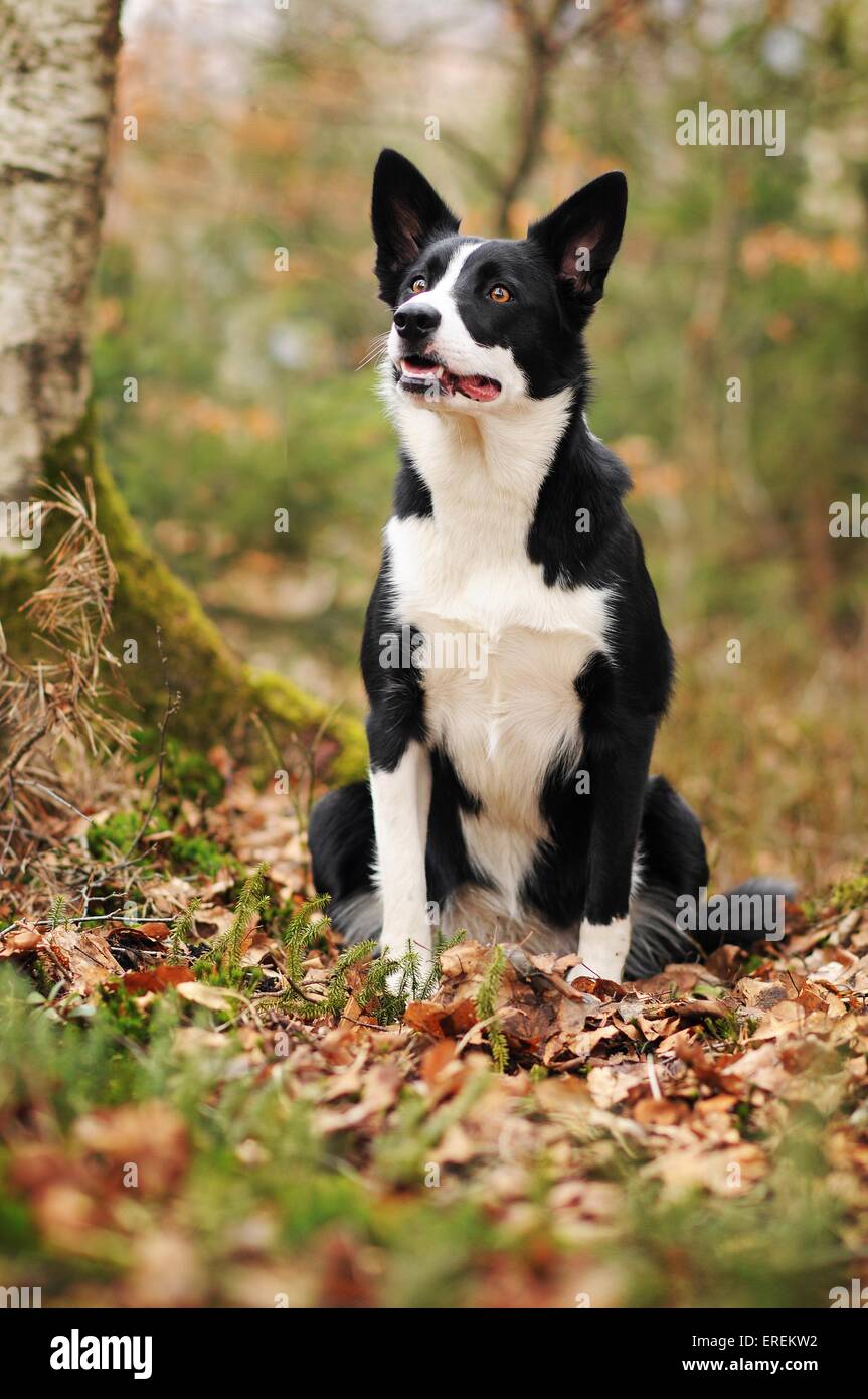sitting Border Collie Stock Photo - Alamy