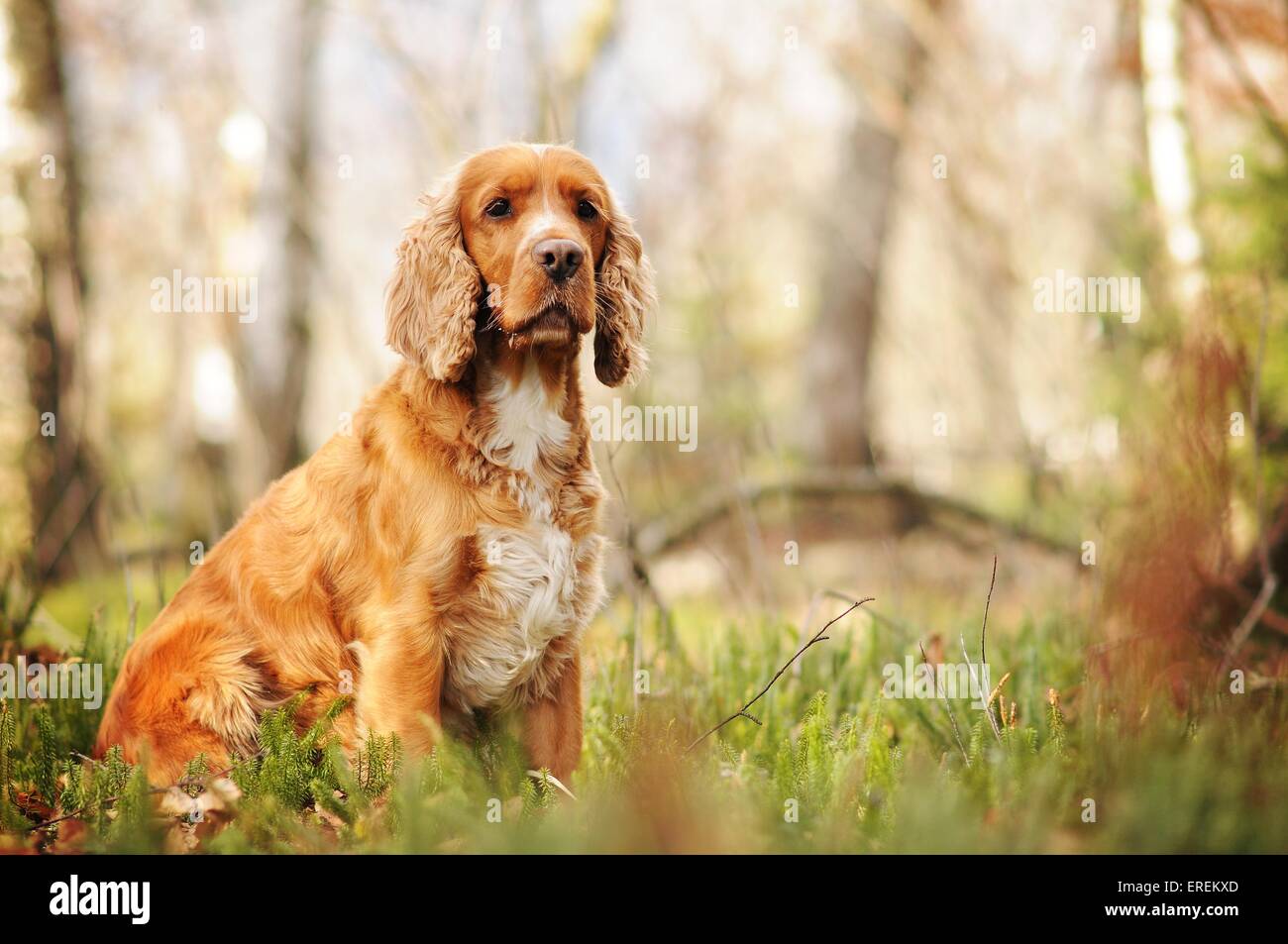 sitting English Cocker Spaniel Stock Photo - Alamy