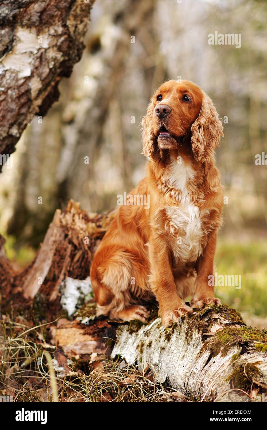 sitting English Cocker Spaniel Stock Photo - Alamy