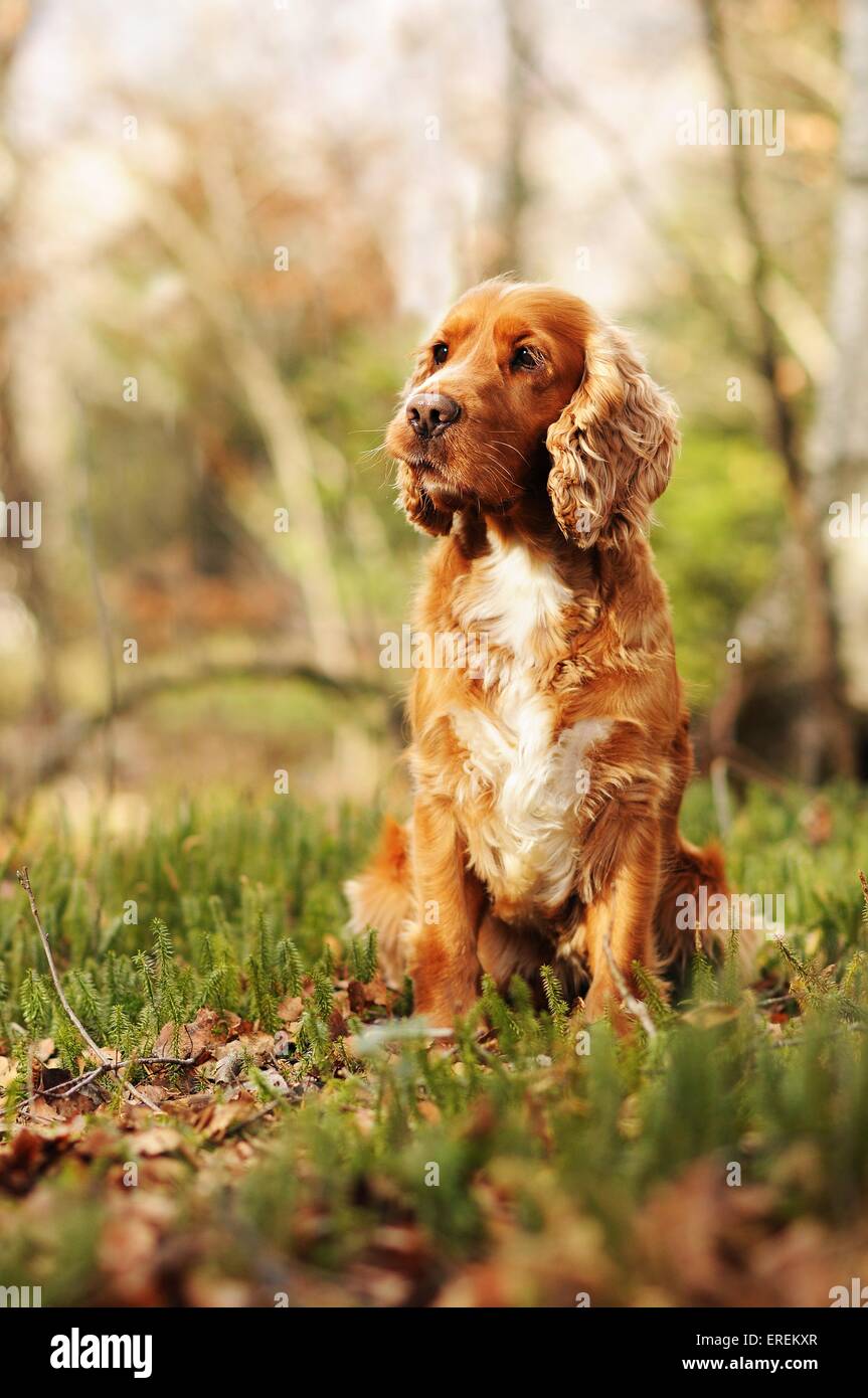 sitting English Cocker Spaniel Stock Photo - Alamy