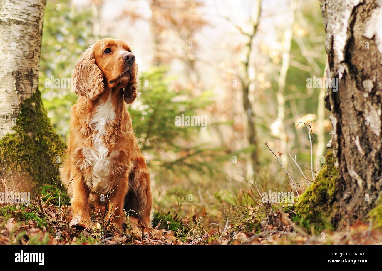 sitting English Cocker Spaniel Stock Photo - Alamy