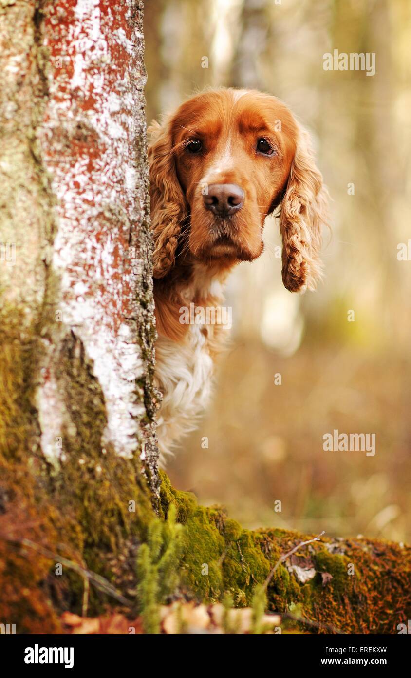English Cocker Spaniel Portrait Stock Photo - Alamy