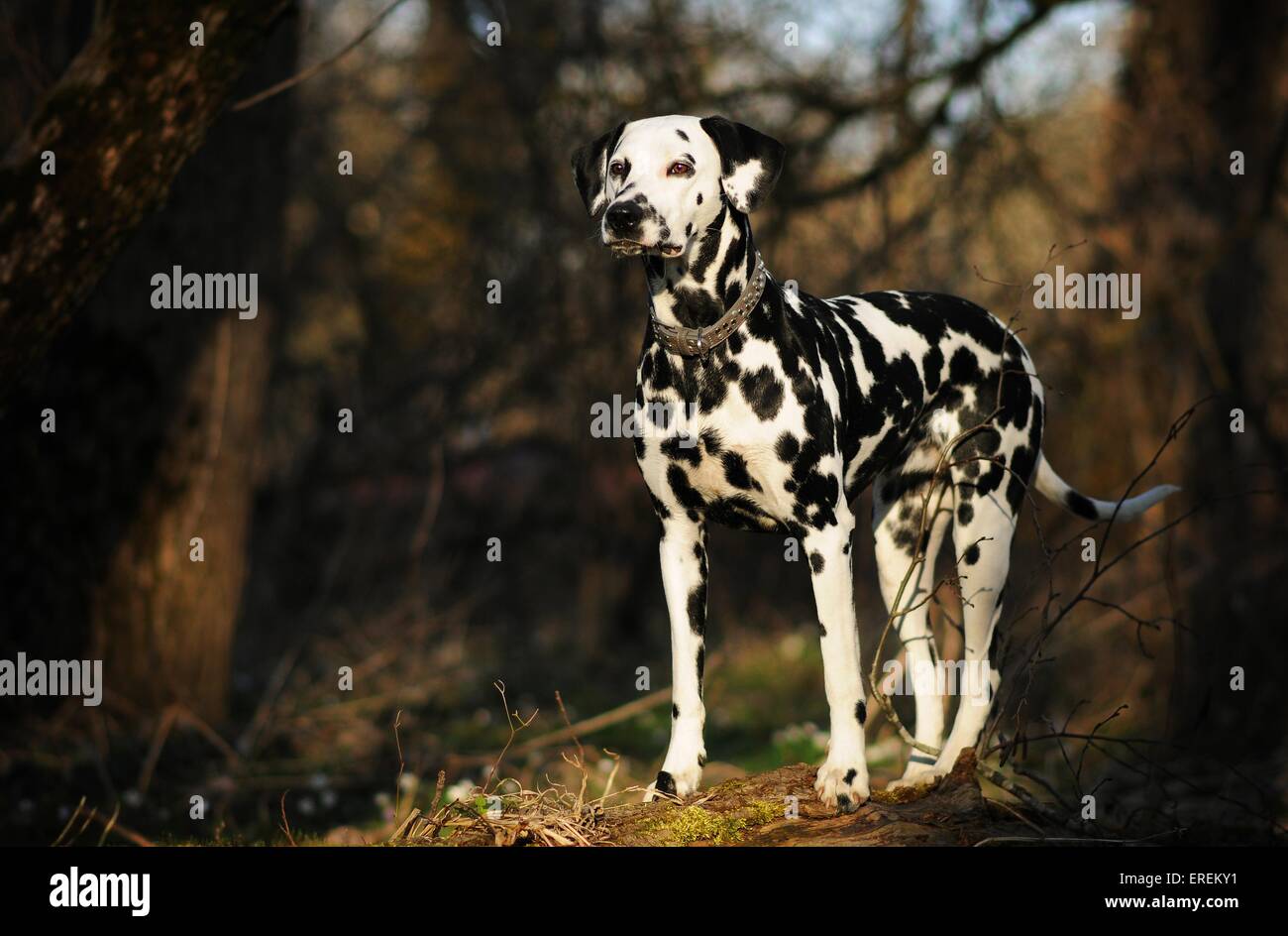 Dalmatian forest hi-res stock photography and images - Alamy