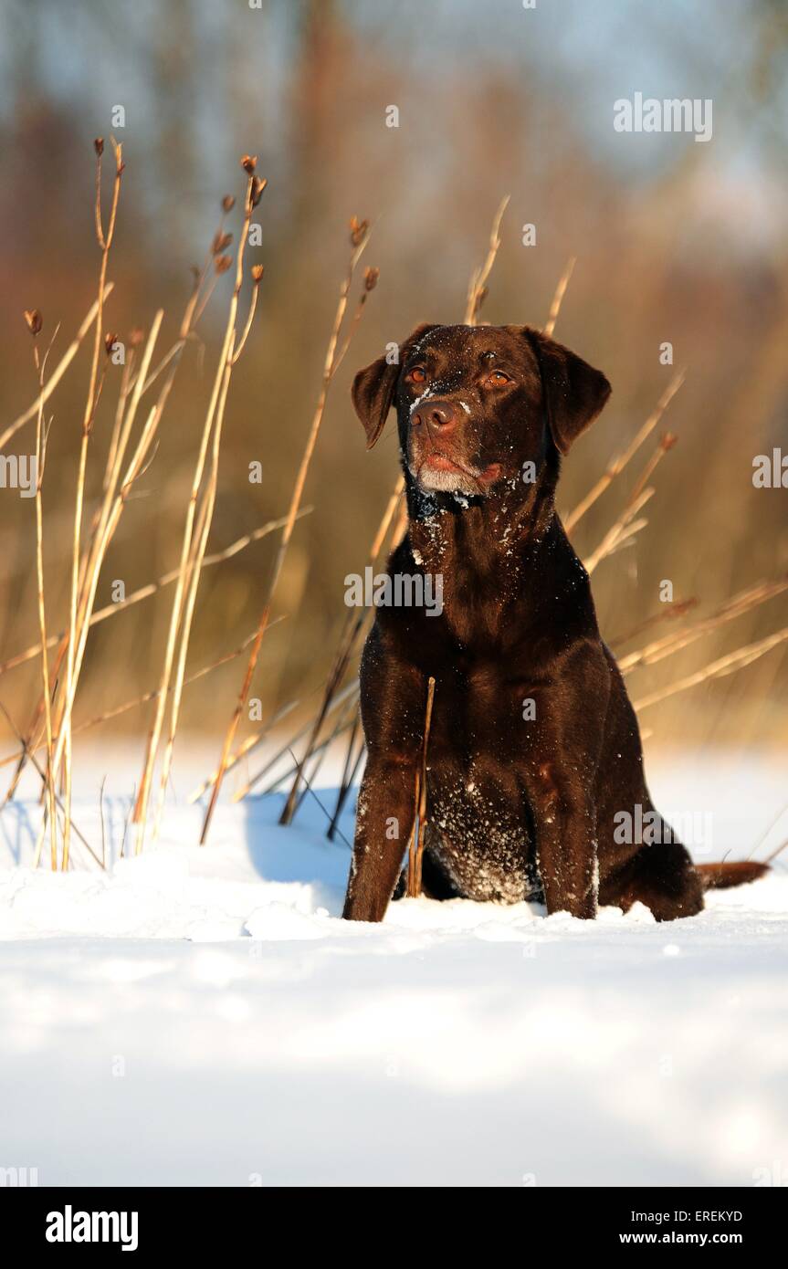 sitting Labrador Retriever Stock Photo - Alamy