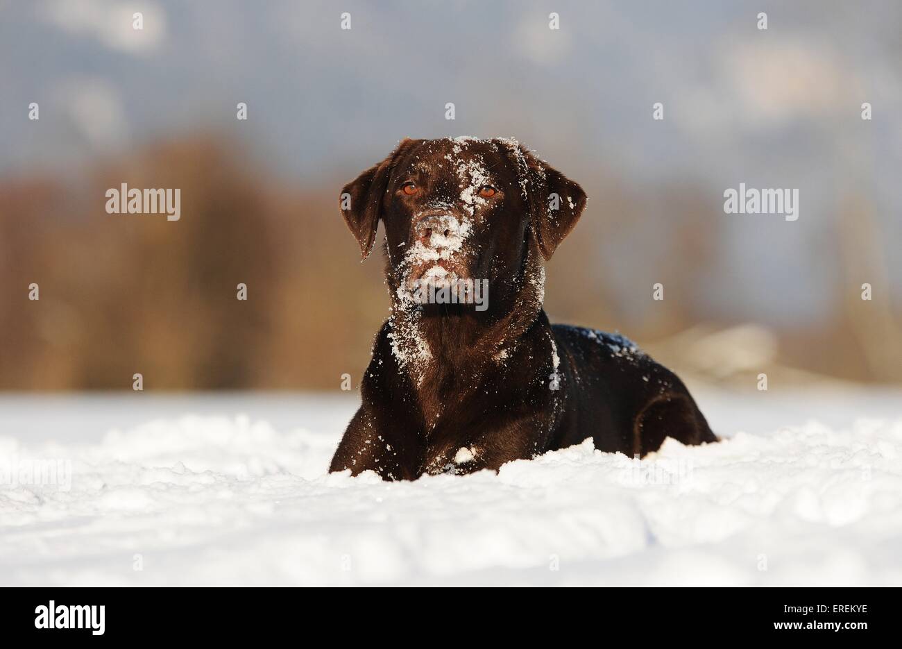 lying Labrador Retriever Stock Photo - Alamy