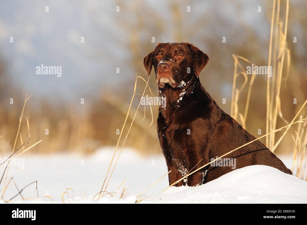 sitting Labrador Retriever Stock Photo - Alamy