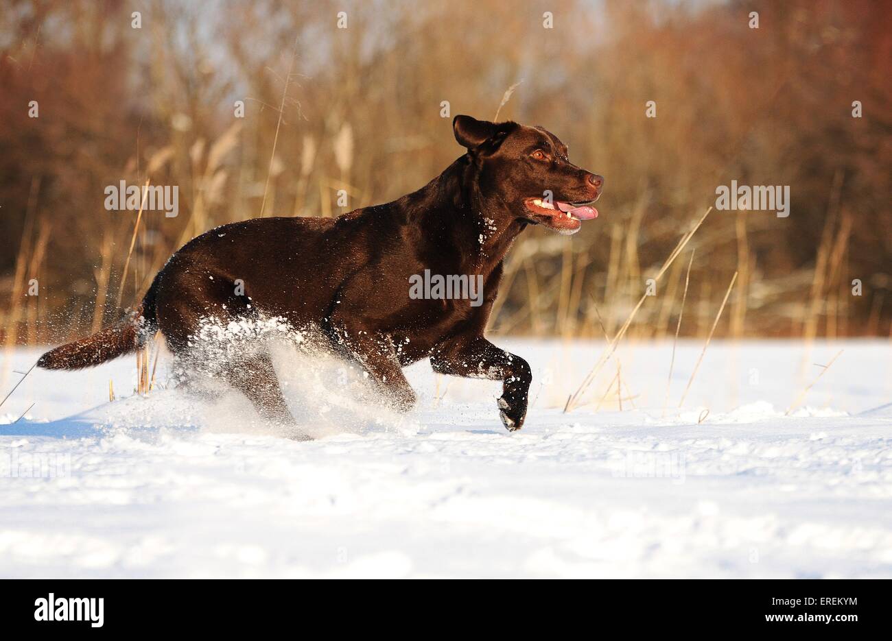 running Labrador Retriever Stock Photo - Alamy