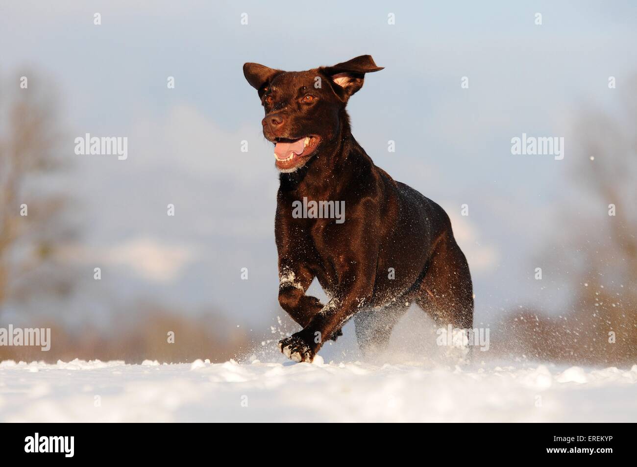 running Labrador Retriever Stock Photo - Alamy