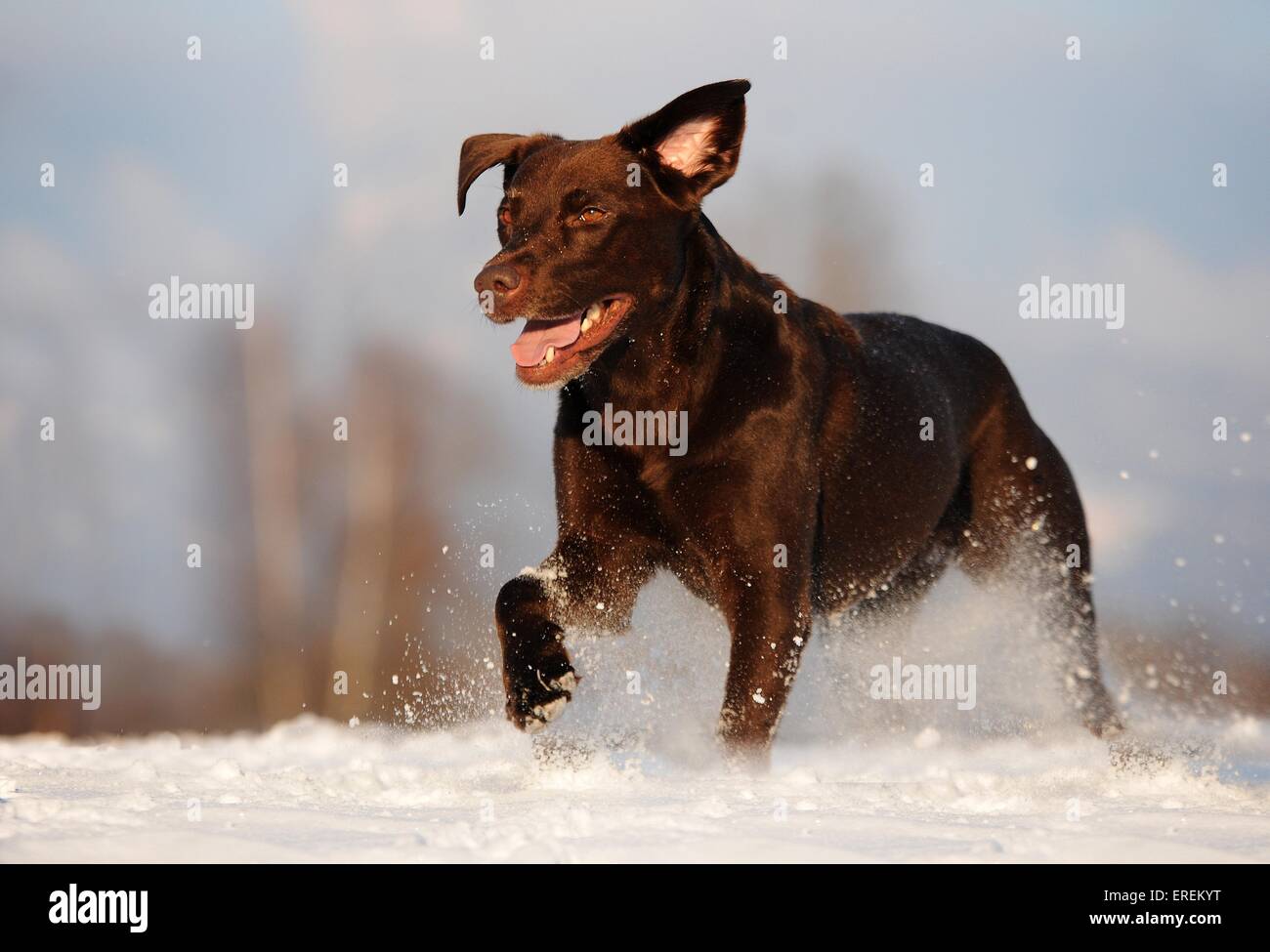 running Labrador Retriever Stock Photo - Alamy