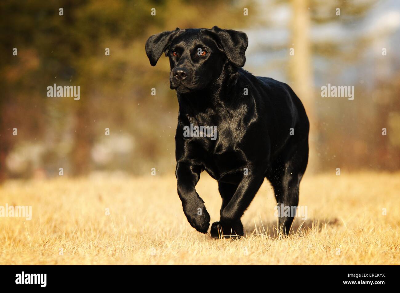 running Labrador Retriever Stock Photo - Alamy