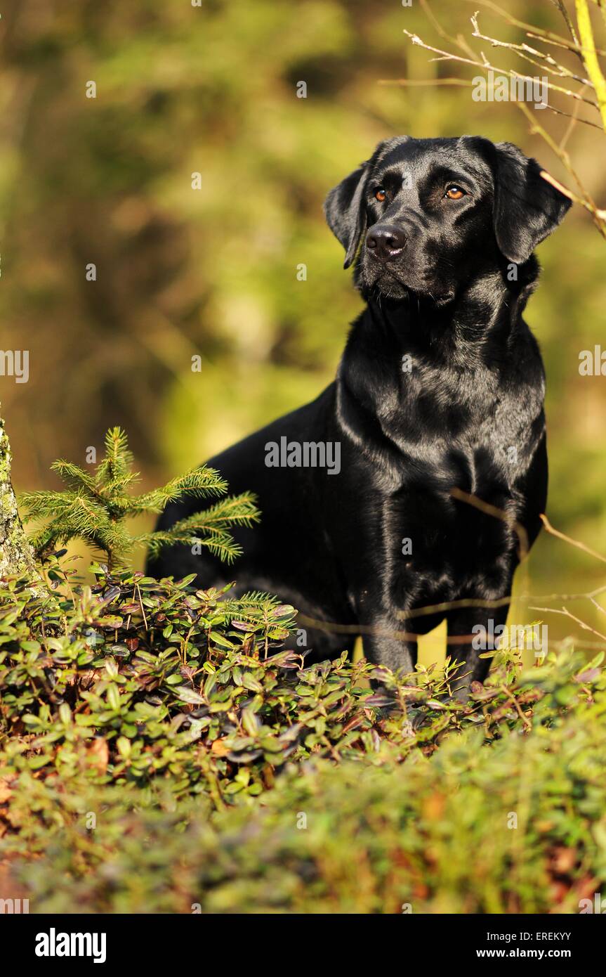 sitting Labrador Retriever Stock Photo - Alamy