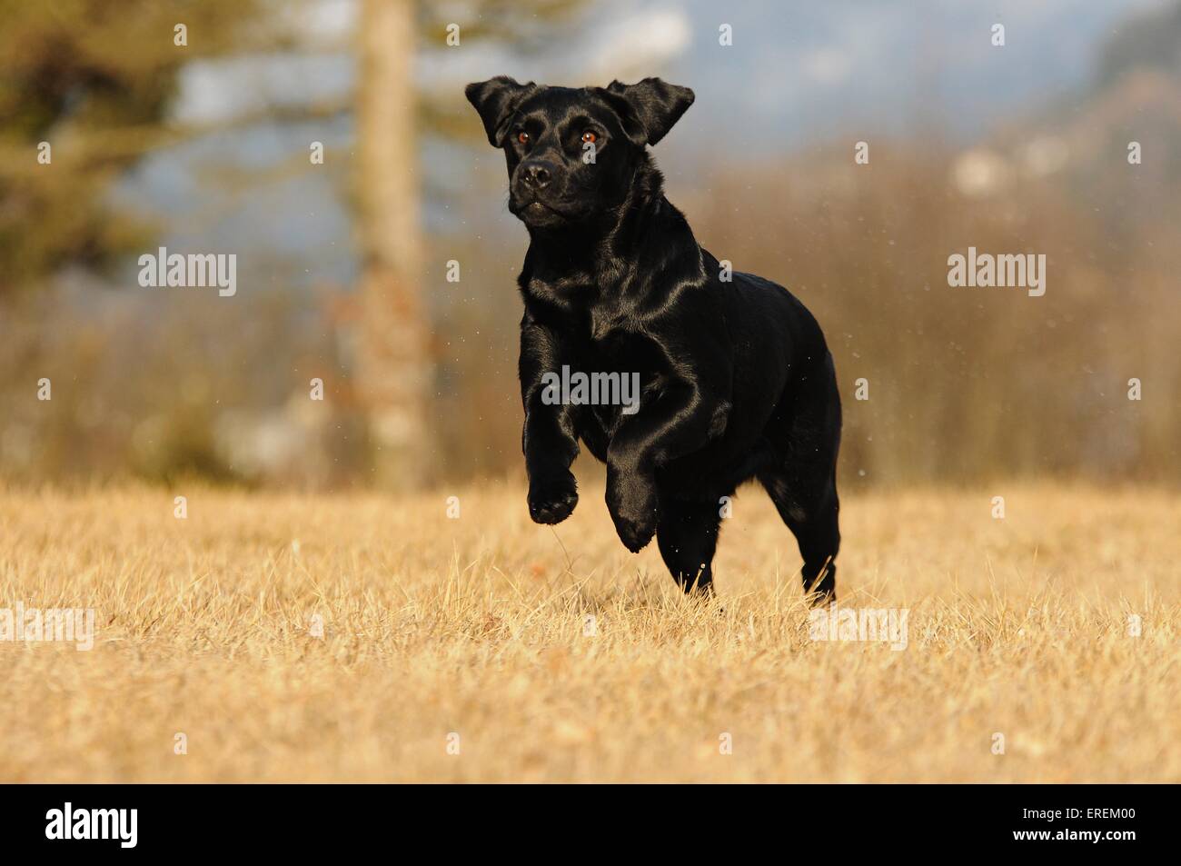 running Labrador Retriever Stock Photo - Alamy