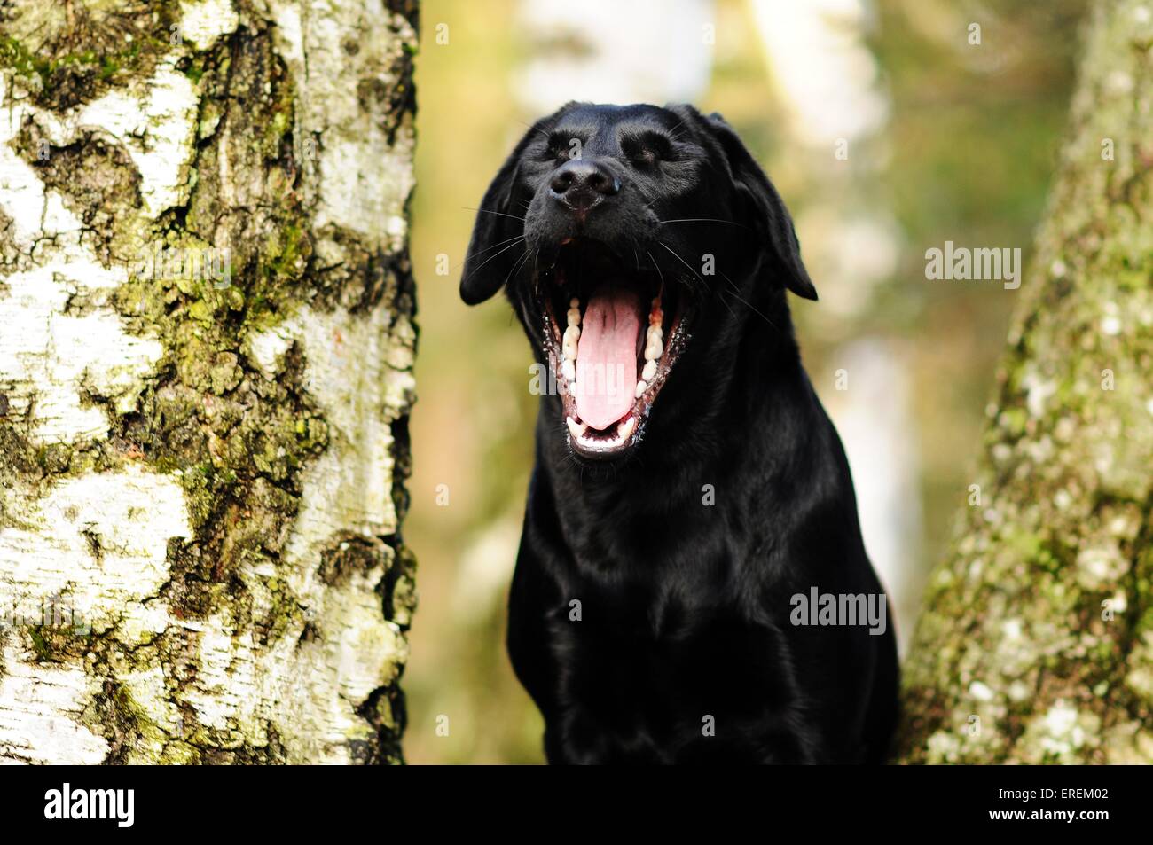 Labrador Retriever Portrait Stock Photo - Alamy