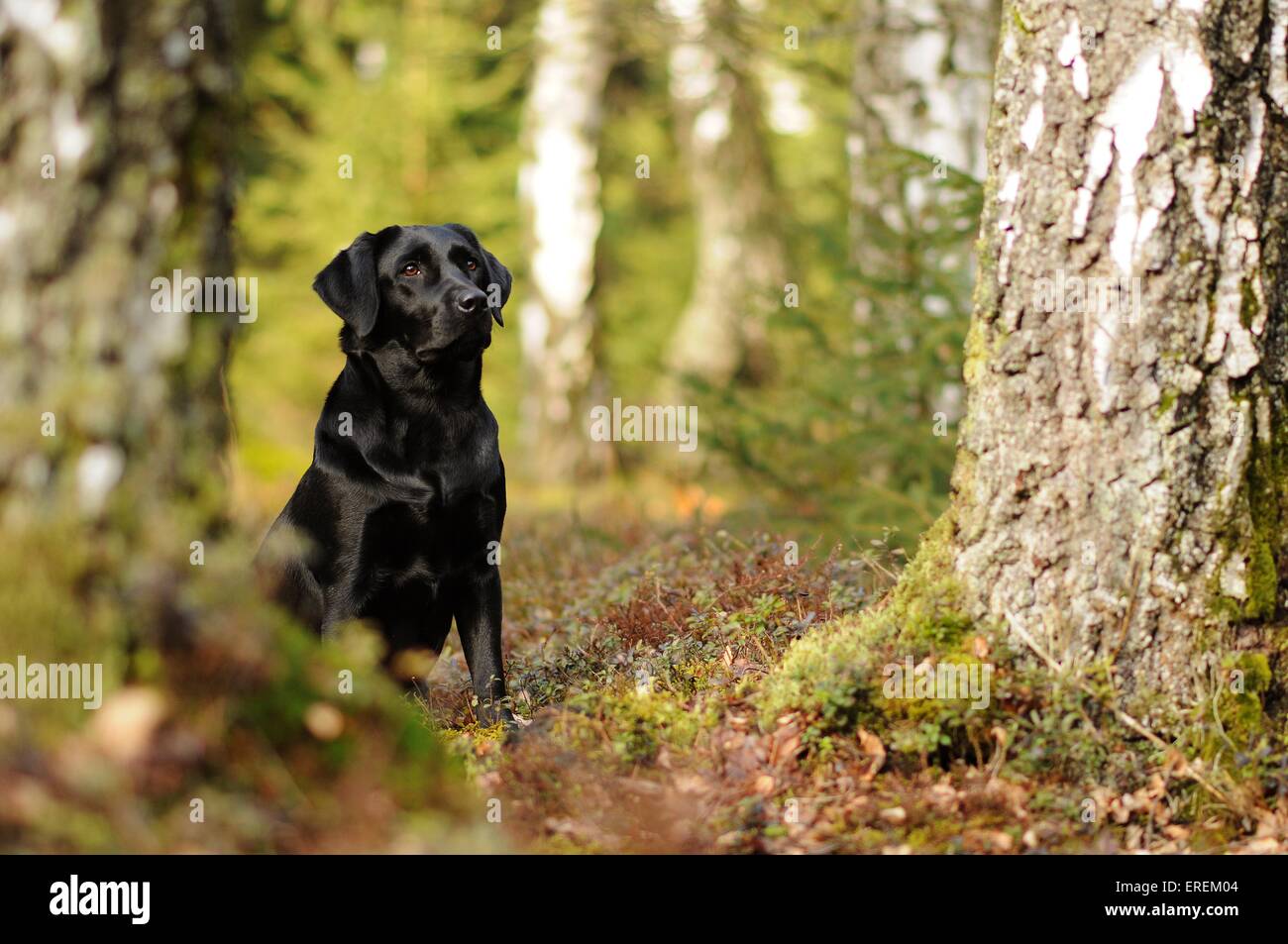 sitting Labrador Retriever Stock Photo - Alamy
