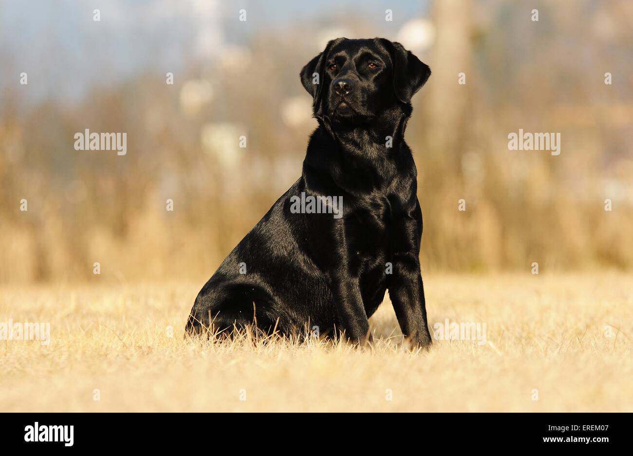 sitting Labrador Retriever Stock Photo - Alamy