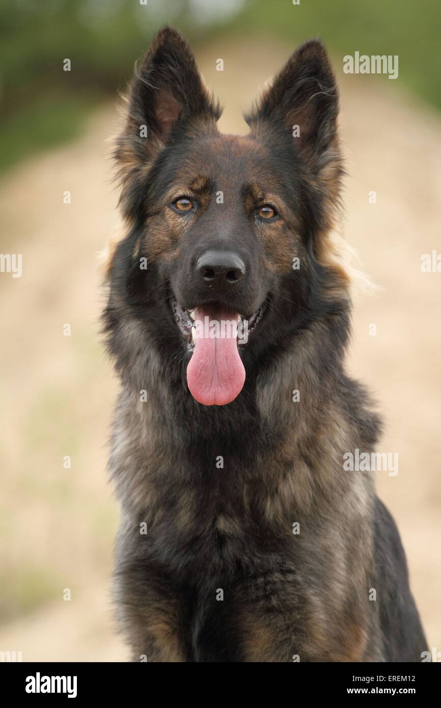 Old German Shepherd Portrait Stock Photo - Alamy